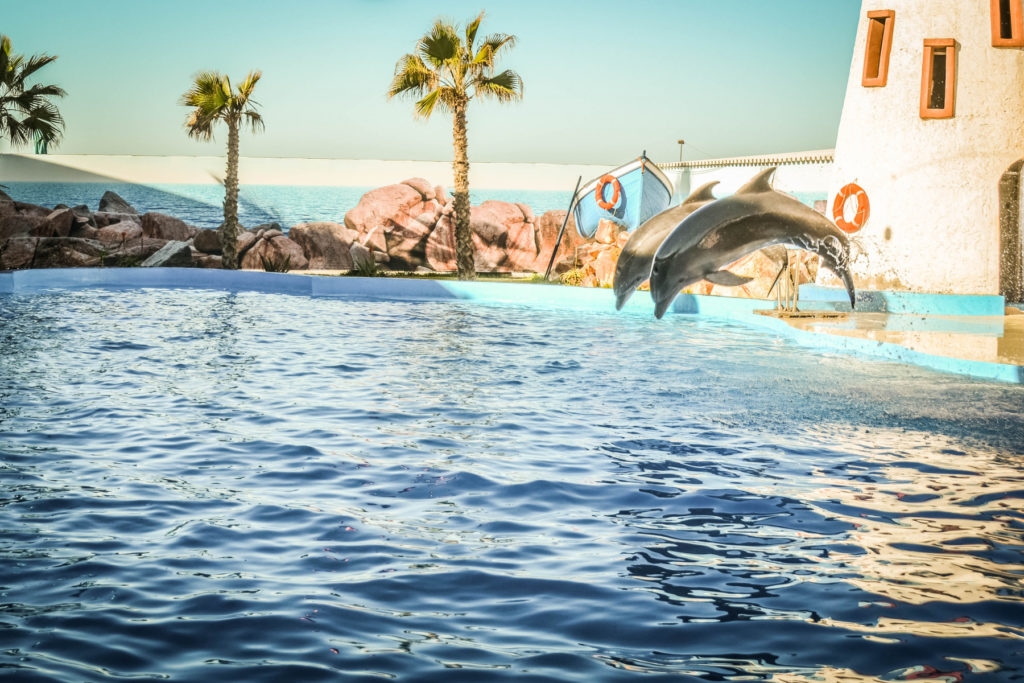 Agadir Dolphin Park - ADV Maroc - Travel Agency